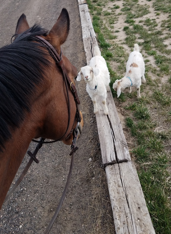 Zesty Zar - Thoroughbred Aftercare Alliance