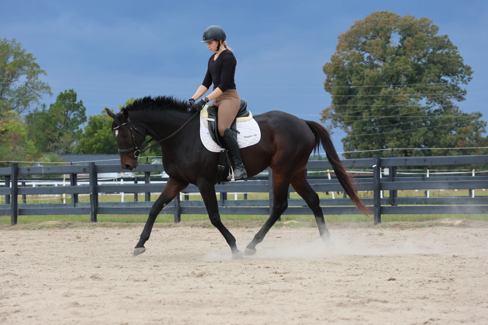 Second Wind Thoroughbred Project - Thoroughbred Aftercare Alliance