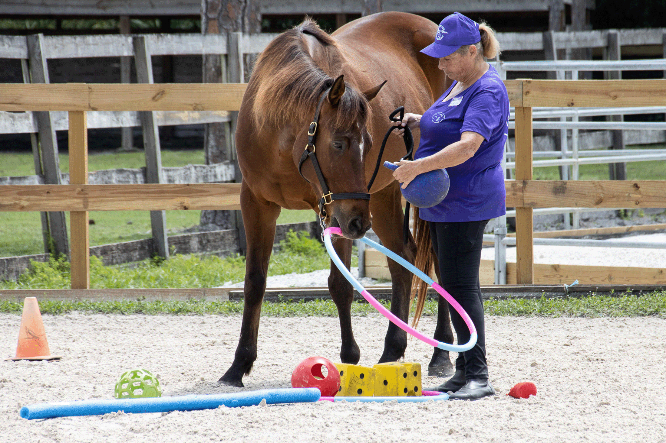 Equine Rescue and Adoption Foundation - Thoroughbred Aftercare ...