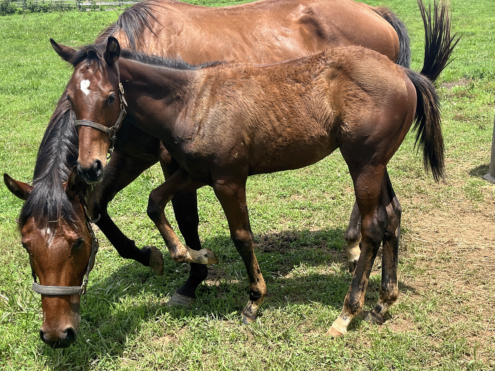 Hope's Legacy Equine Rescue - Thoroughbred Aftercare ...