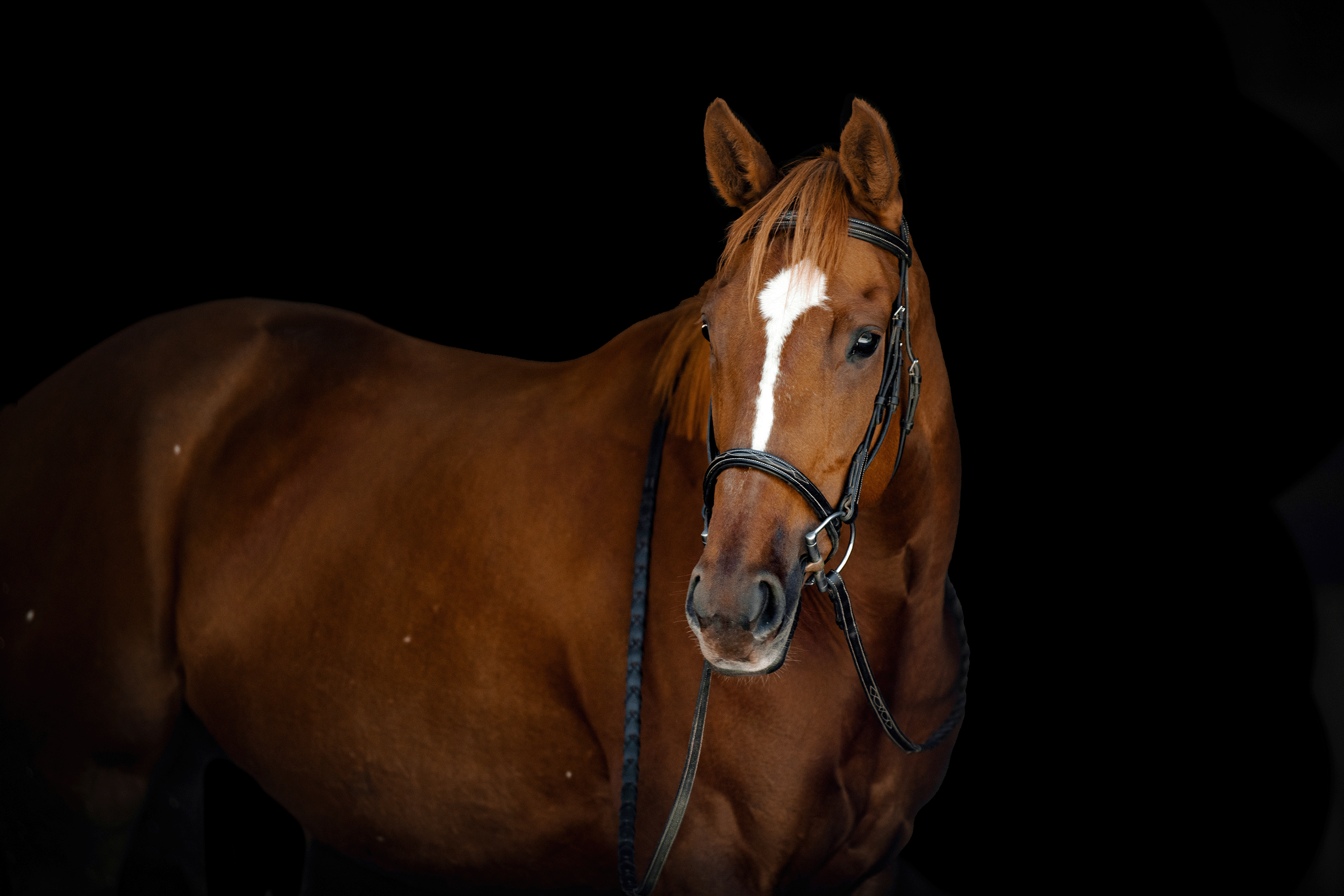 Second Chance Thoroughbreds - Thoroughbred Aftercare Alliance