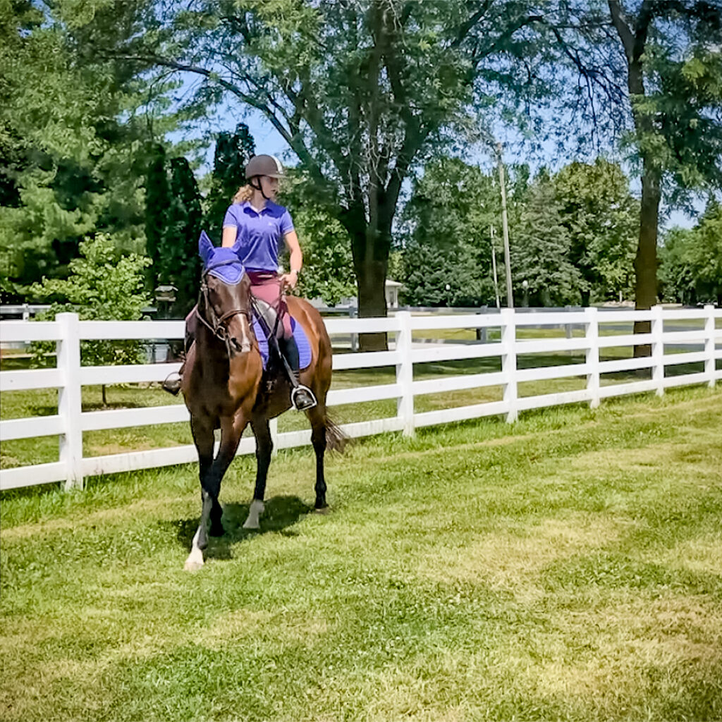 Smoking Romance and His Girls - Thoroughbred Aftercare Alliance