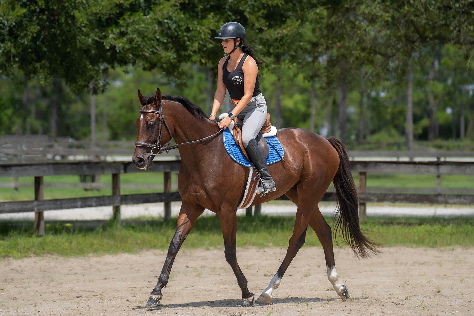 Equine Rescue and Adoption Foundation - Thoroughbred Aftercare ...